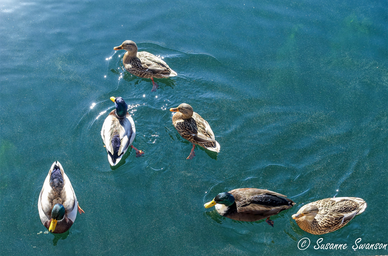 Birds of Coulon with a Shoutout to the Coot – Cats and Trails and ...
