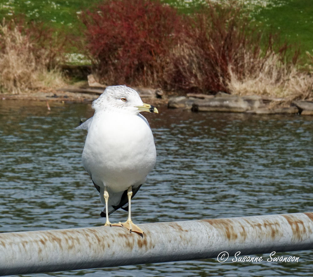 Birds of Coulon with a Shoutout to the Coot – Cats and Trails and ...