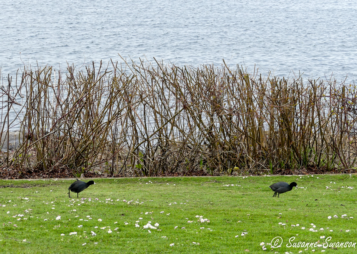 Birds of Coulon with a Shoutout to the Coot – Cats and Trails and ...