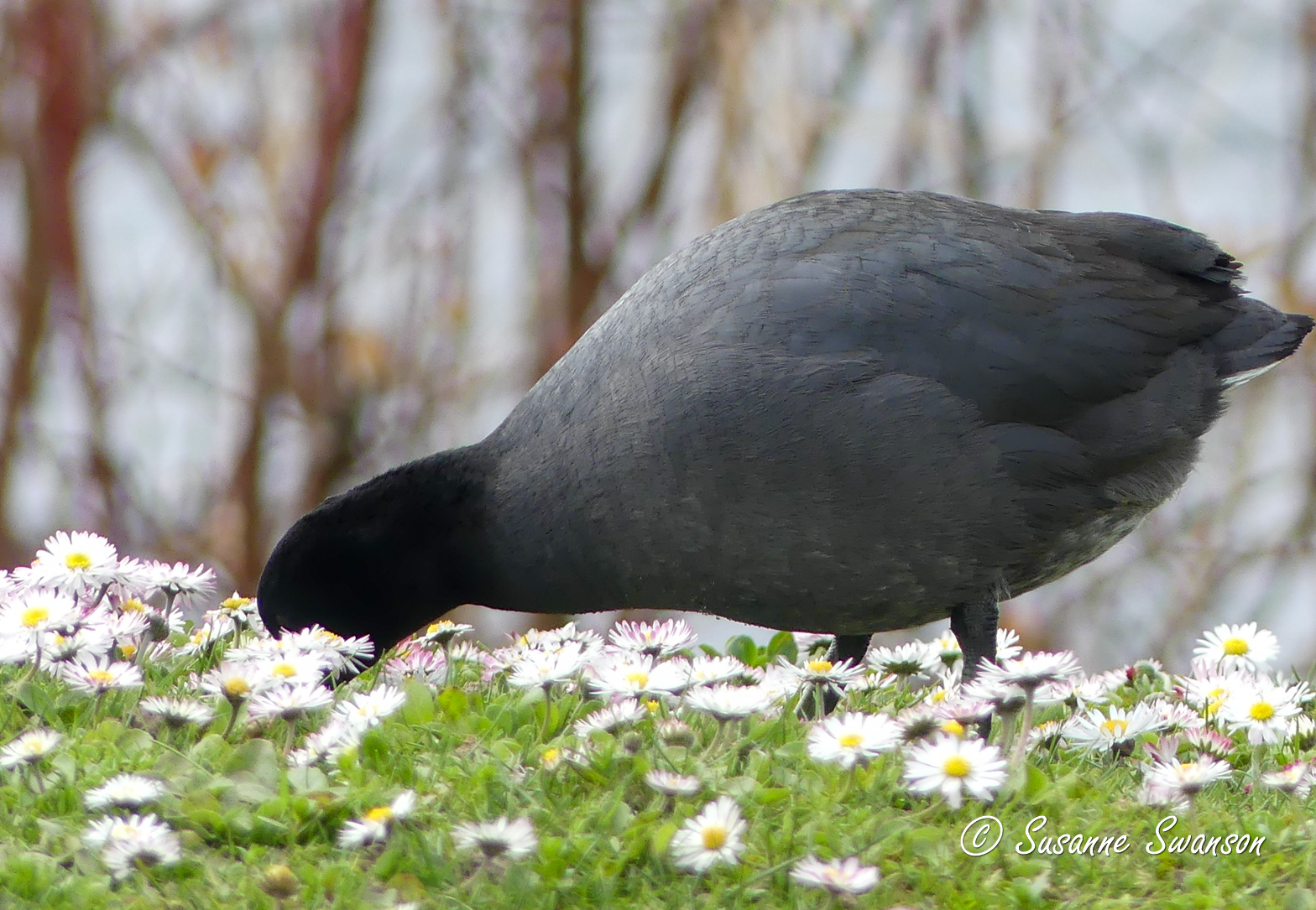 Birds of Coulon with a Shoutout to the Coot – Cats and Trails and ...