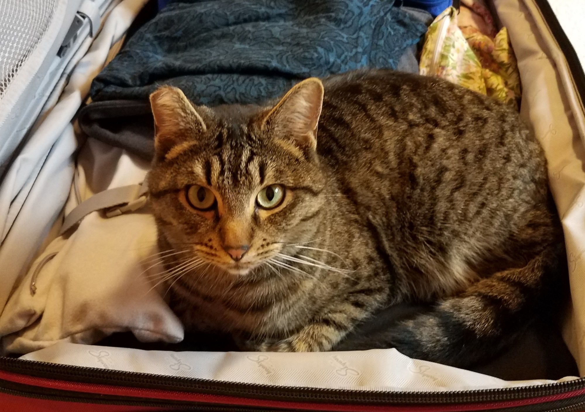 Celebrating Six Years with Benji – Cats and Trails and Garden Tales