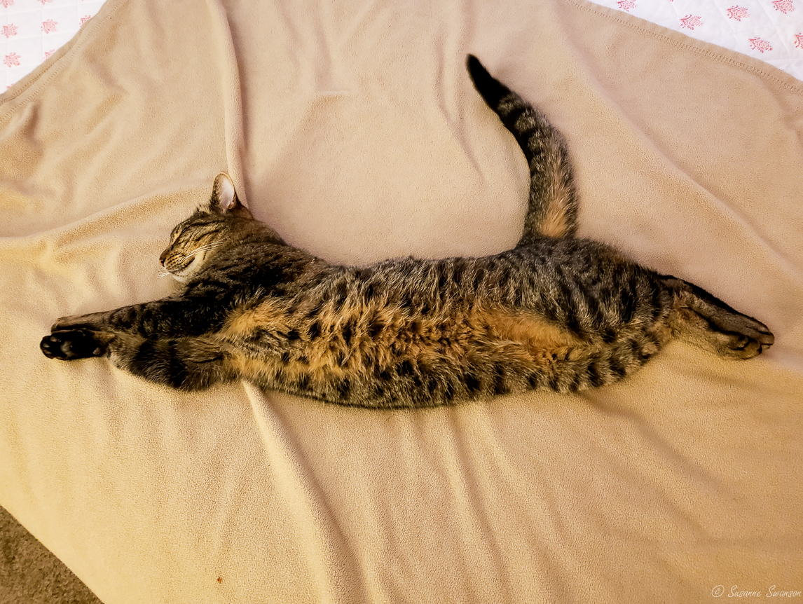 Still Soaring with Benji – Cats and Trails and Garden Tales