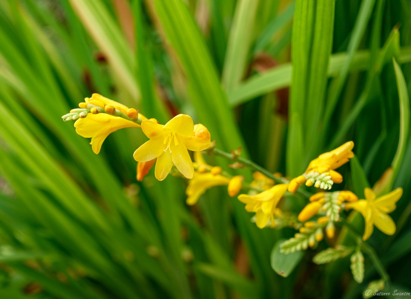 Looking for Yellow on a Visit to Soos Creek Botanical Garden – Cats and ...