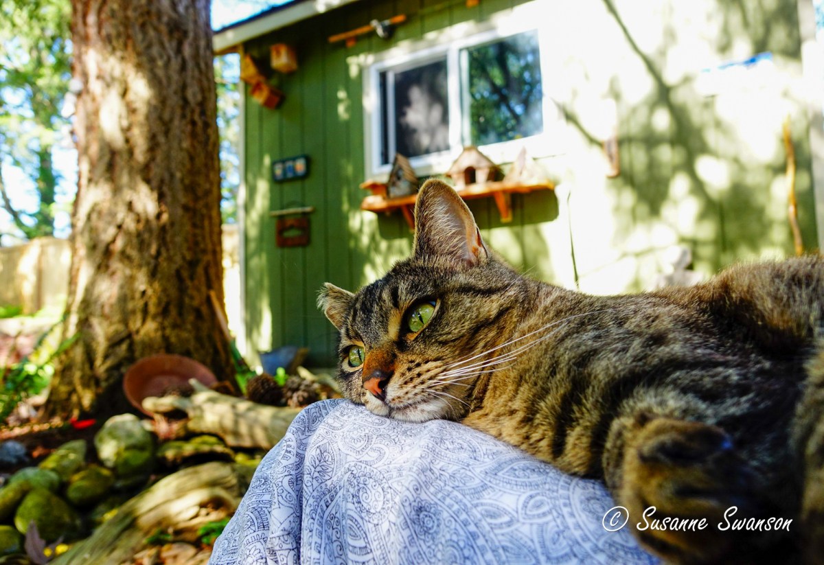 Celebrating Six Years with Benji – Cats and Trails and Garden Tales