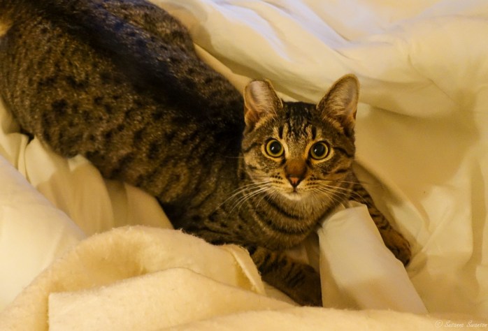 The many faces of Benji – Cats and Trails and Garden Tales