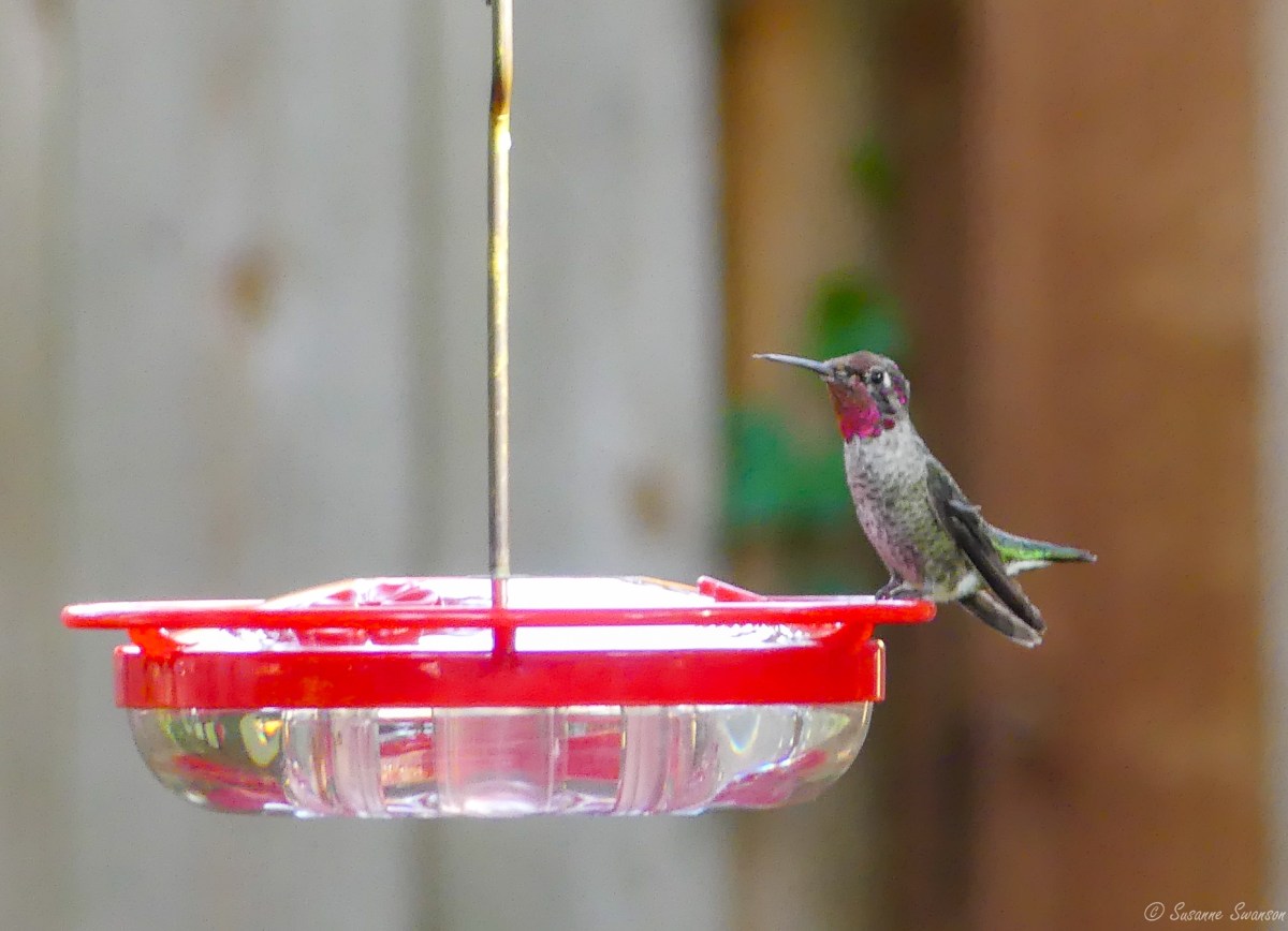A Photoshoot with the Hummingbirds – Cats and Trails and Garden Tales