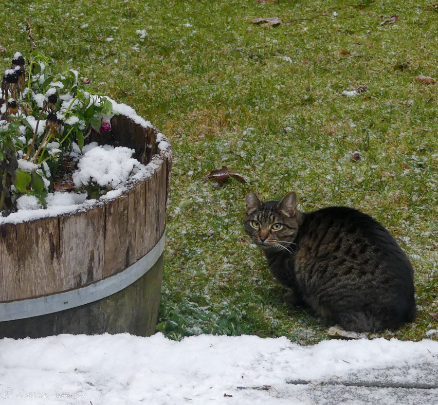 Saturday Caturday Playtime with Benji – Cats and Trails and Garden Tales