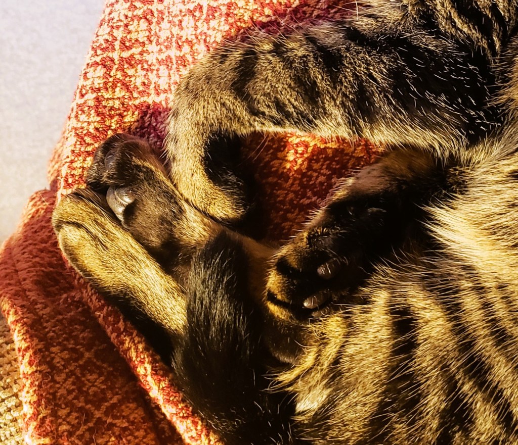 Benji’s Kitty Paws – Cats and Trails and Garden Tales