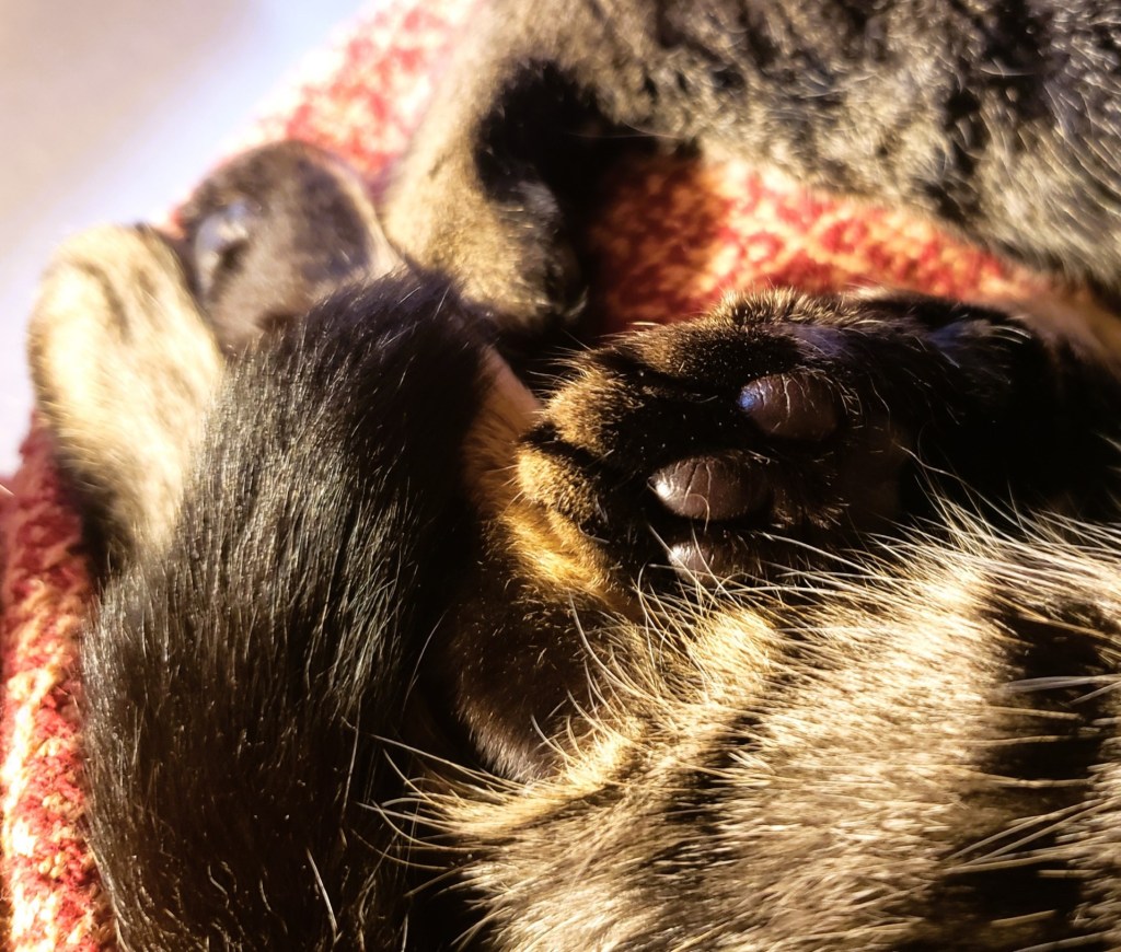 Benji’s Kitty Paws – Cats and Trails and Garden Tales