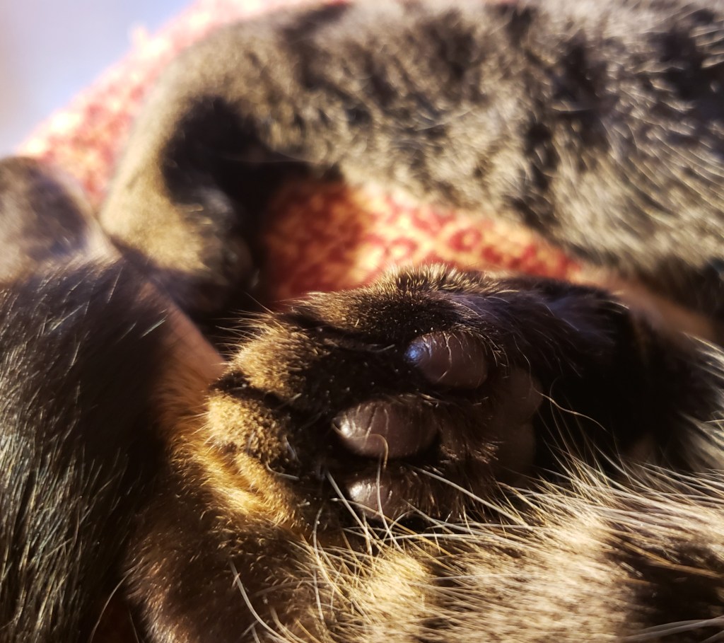 Benji’s Kitty Paws – Cats and Trails and Garden Tales