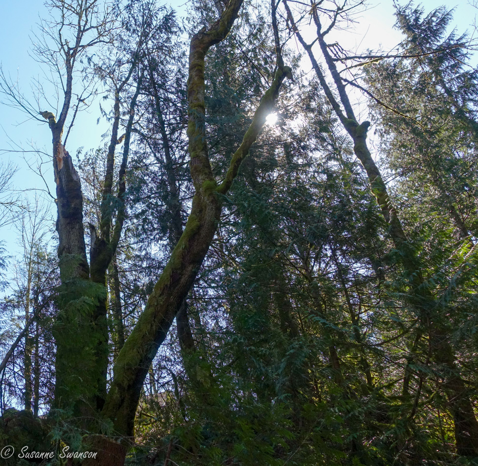A Walk in the Woods at Nolte State Park – Cats and Trails and Garden Tales
