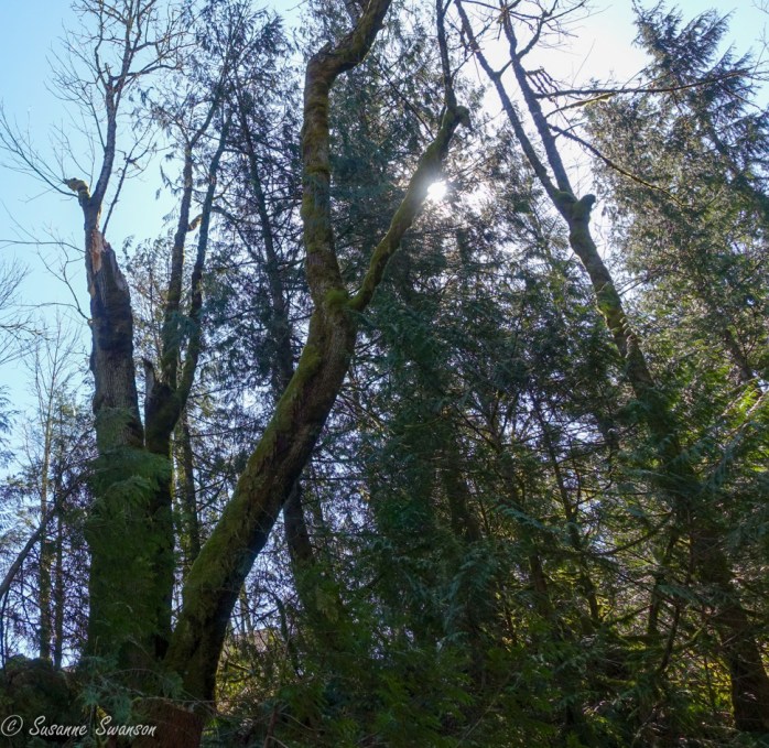 A Walk in the Woods at Nolte State Park – Cats and Trails and Garden Tales