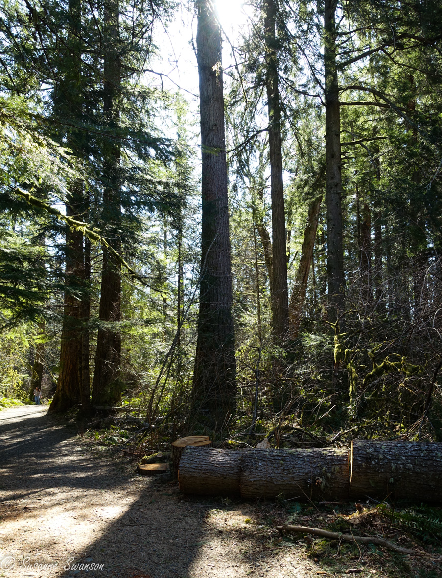 A Walk in the Woods at Nolte State Park – Cats and Trails and Garden Tales
