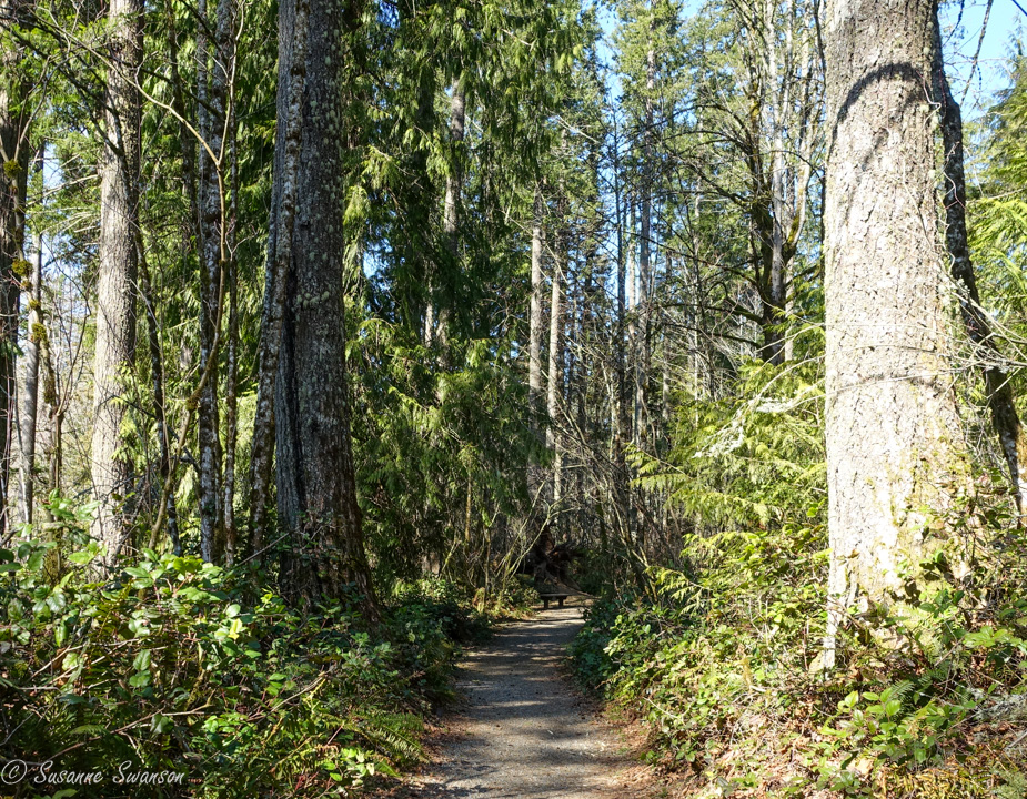 A Walk in the Woods at Nolte State Park – Cats and Trails and Garden Tales