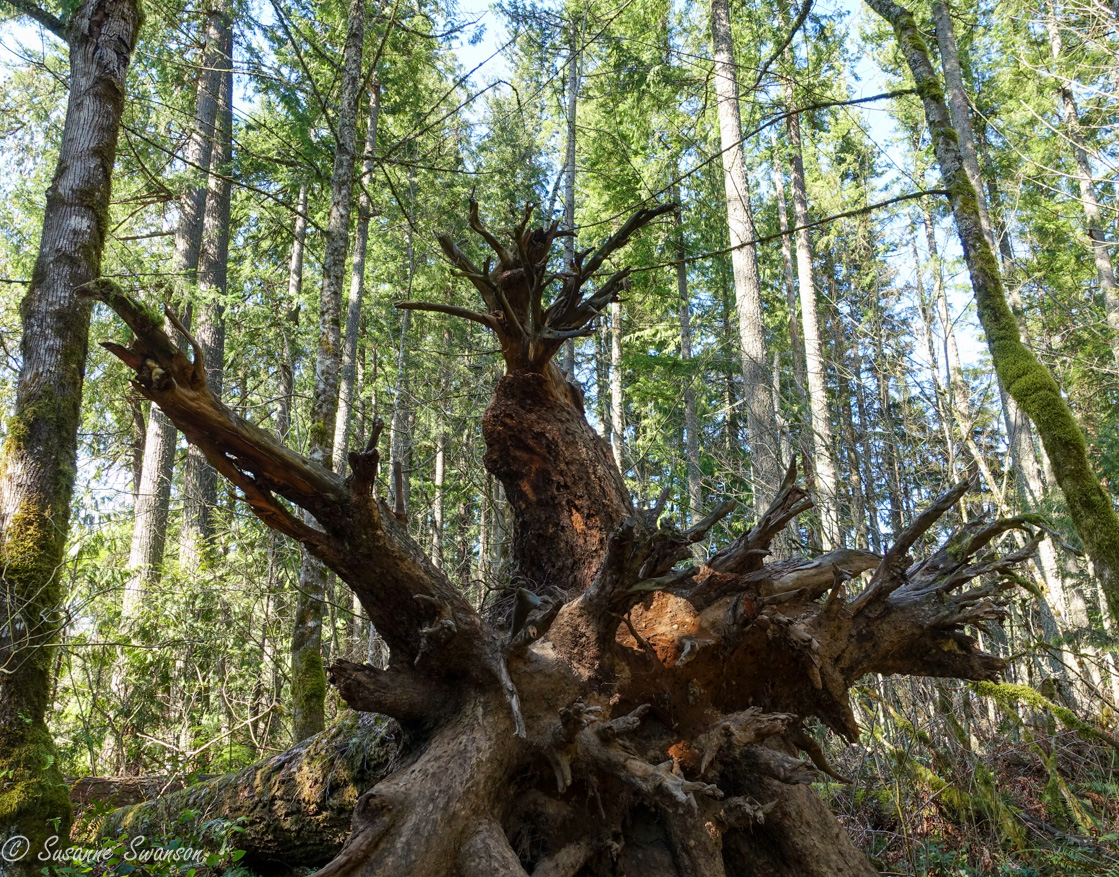 A Walk in the Woods at Nolte State Park – Cats and Trails and Garden Tales