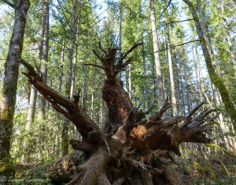 A Walk in the Woods at Nolte State Park – Cats and Trails and Garden Tales