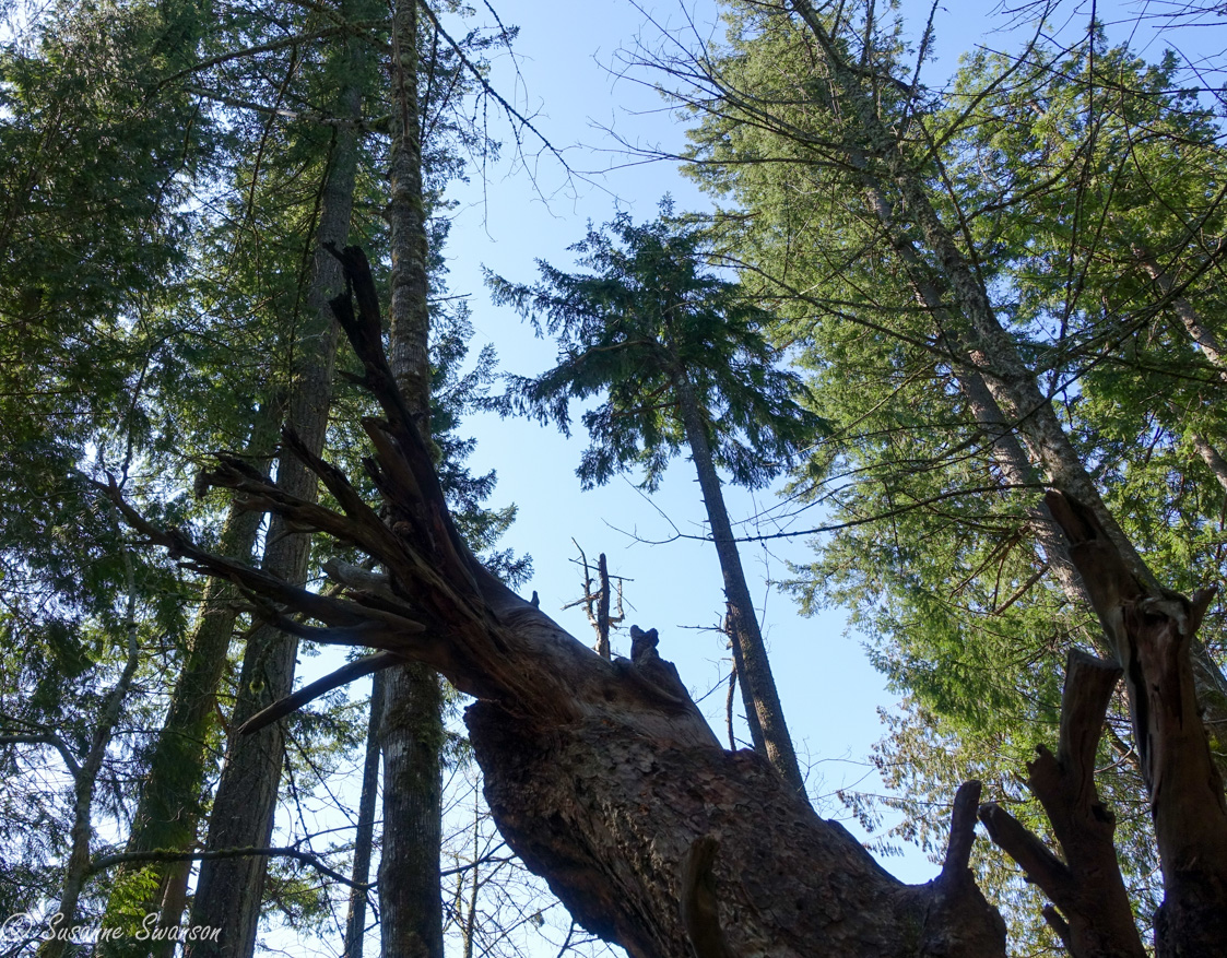A Walk in the Woods at Nolte State Park – Cats and Trails and Garden Tales