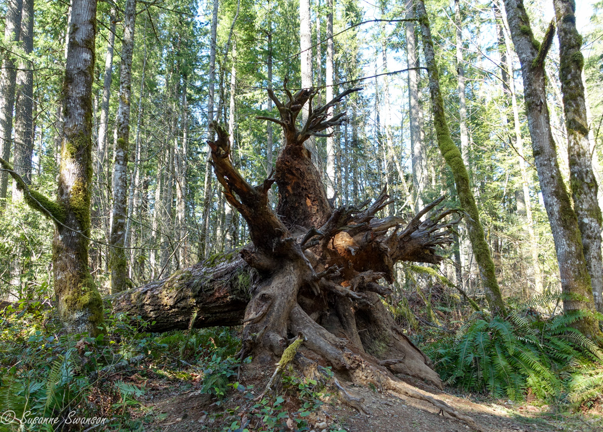 A Walk in the Woods at Nolte State Park – Cats and Trails and Garden Tales