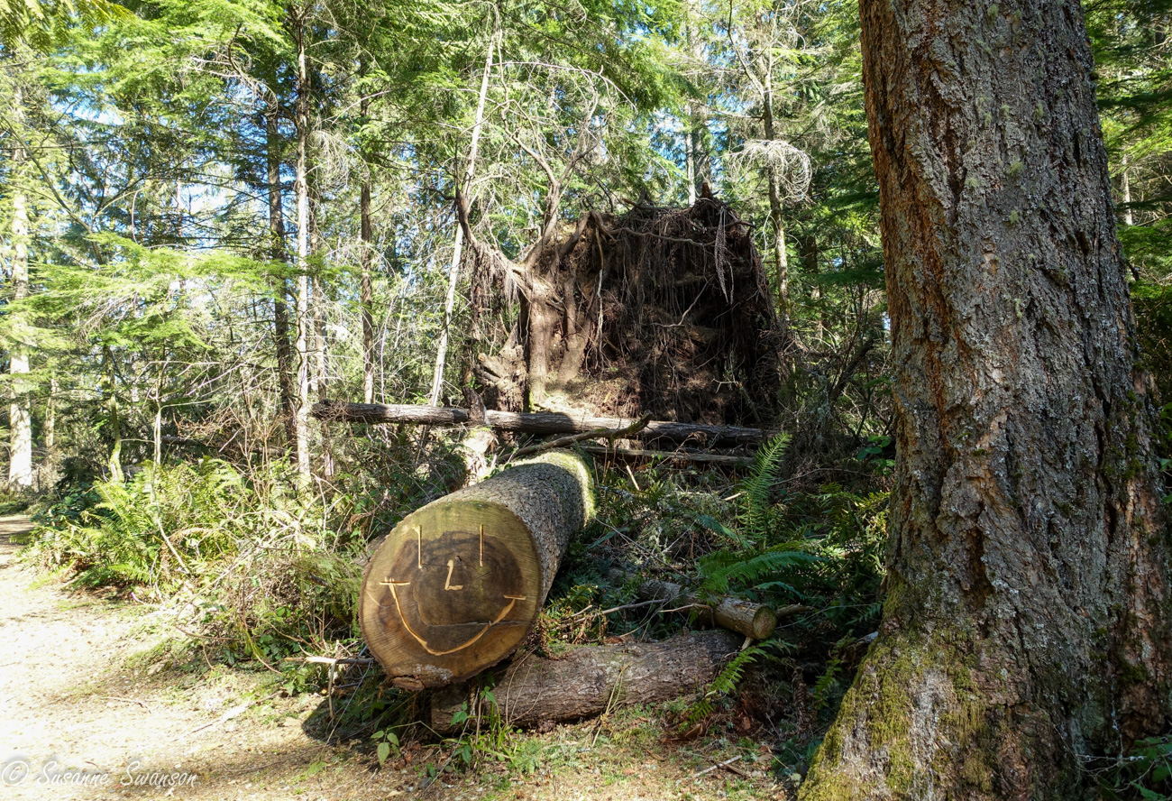 A Walk in the Woods at Nolte State Park – Cats and Trails and Garden Tales