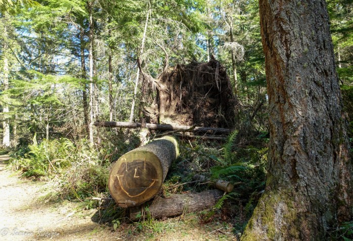 A Walk in the Woods at Nolte State Park – Cats and Trails and Garden Tales