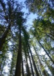 A Walk in the Woods at Nolte State Park – Cats and Trails and Garden Tales
