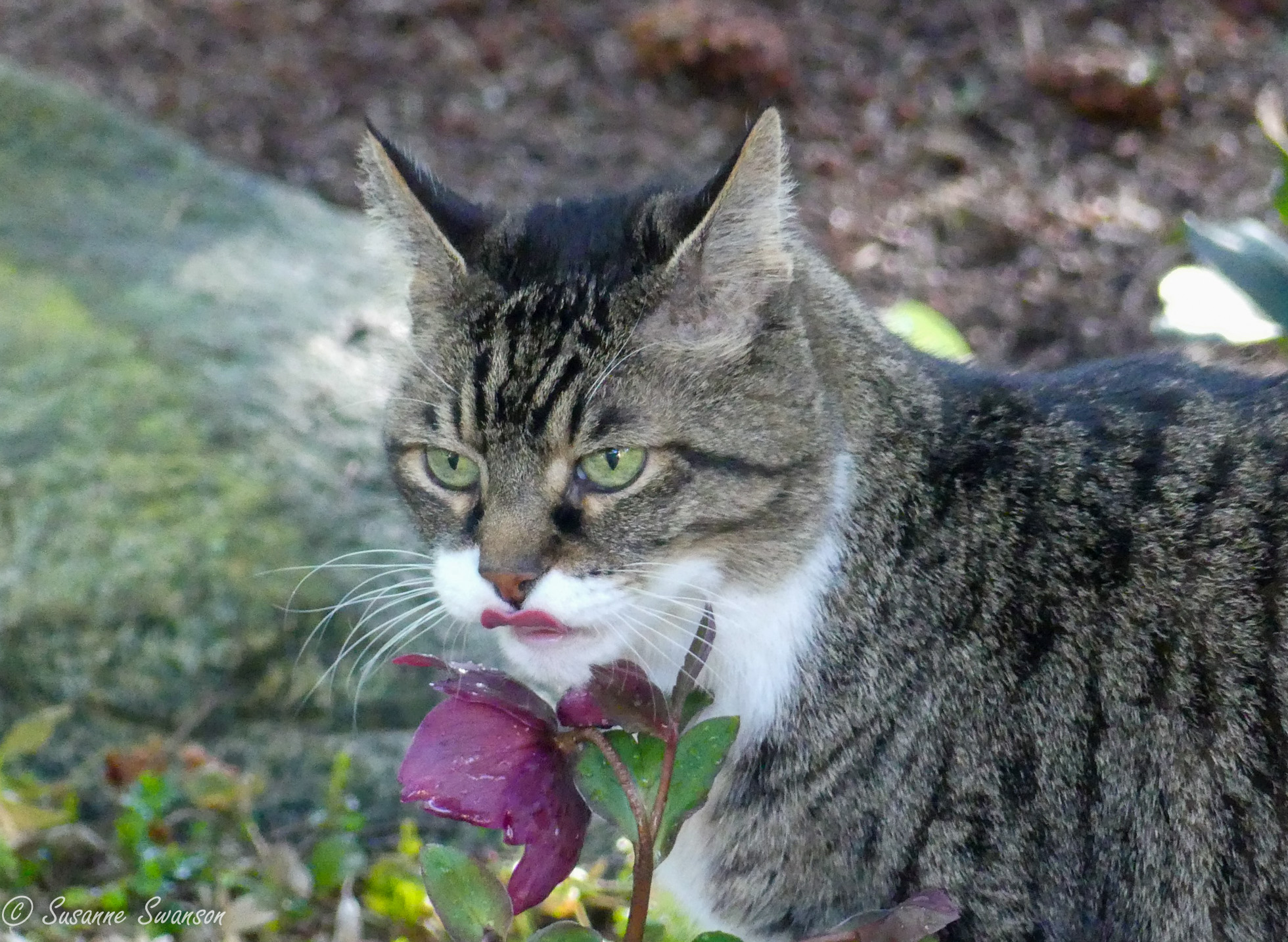 Happy Spring in the Garden and the Finches are Courting! – Cats and ...