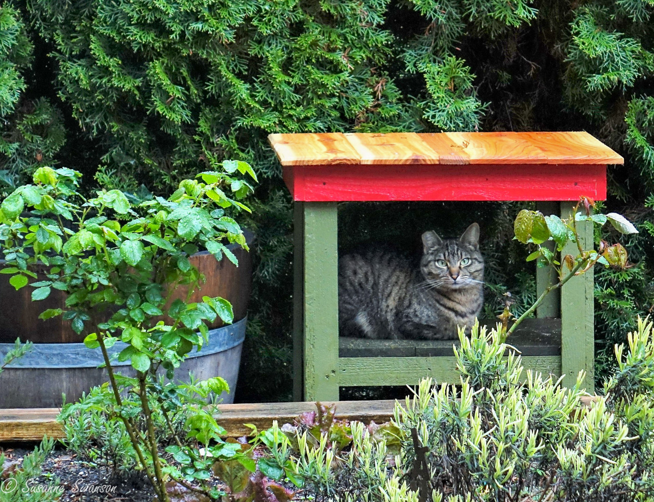 Cats Seeking Shelter in the Rainy Northwest and Baseball – Cats and ...