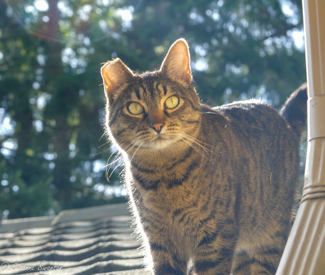 Benji – from the Roof – Cats and Trails and Garden Tales