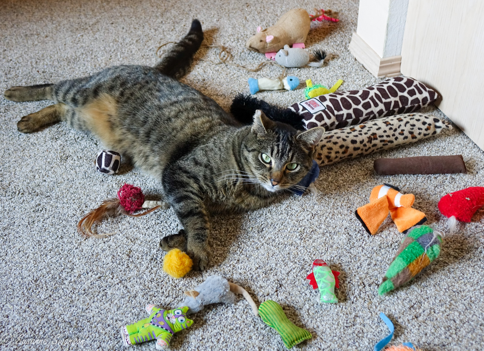 Where’s Benji’s Playground? – Cats and Trails and Garden Tales