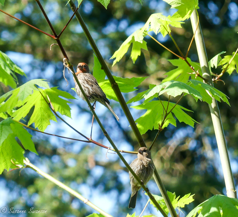 Nesting Finches in the Garden – Cats and Trails and Garden Tales