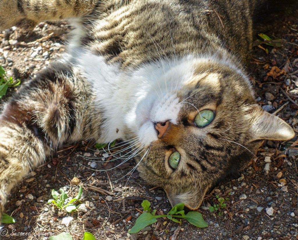 Benji and Tiger Side by Side – Cats and Trails and Garden Tales