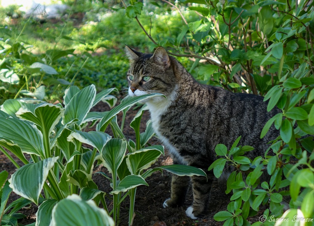 Benji and Tiger Side by Side – Cats and Trails and Garden Tales