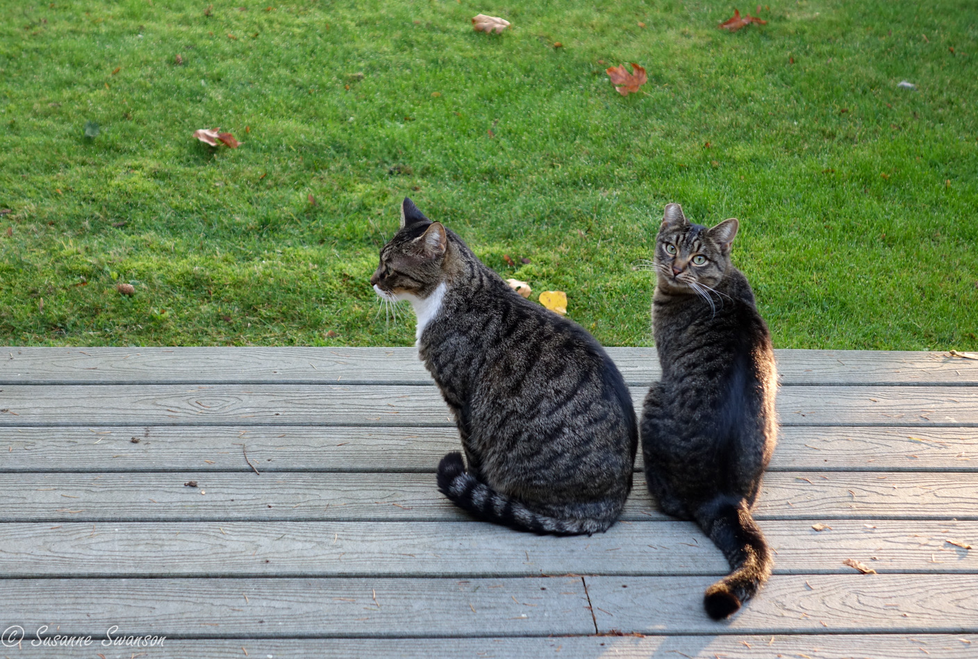 Benji and Tiger Side by Side – Cats and Trails and Garden Tales