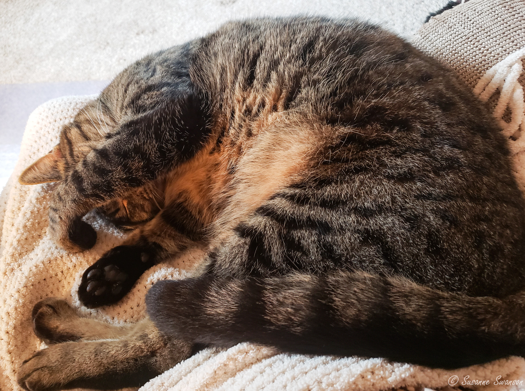 Wakin’ Up is Hard to Do – Cats and Trails and Garden Tales