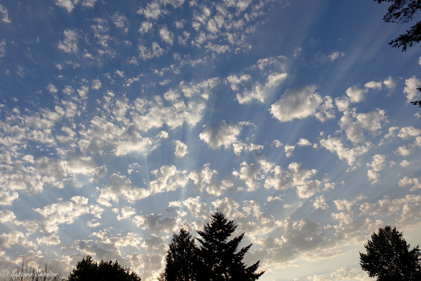 Clouds, Glorious Clouds! – Cats and Trails and Garden Tales