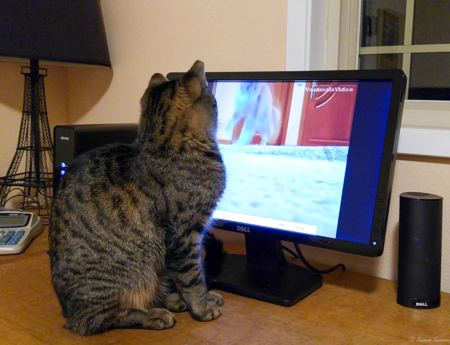 Benji in the Funny Pages – Cats and Trails and Garden Tales