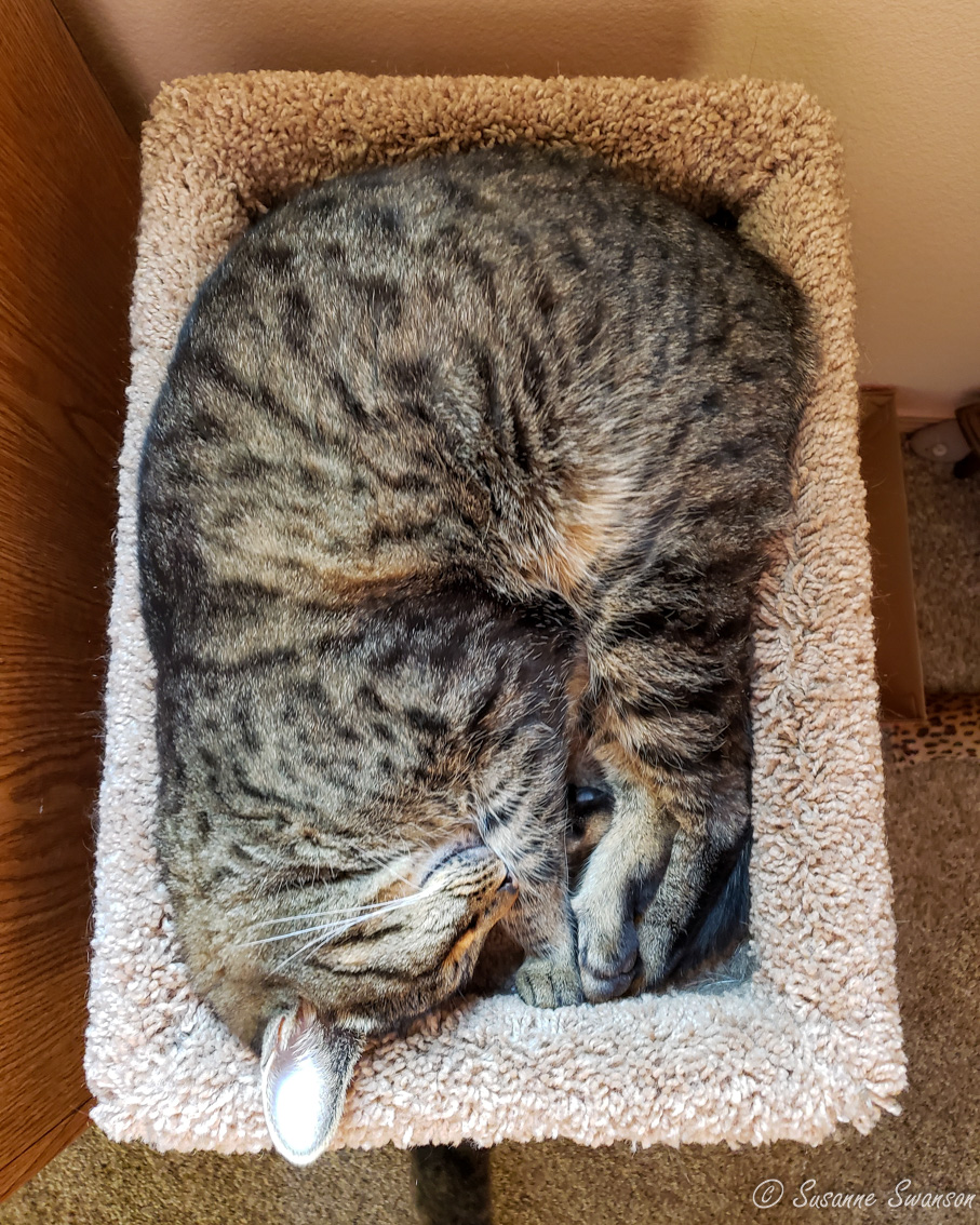 Benji in the Funny Pages – Cats and Trails and Garden Tales