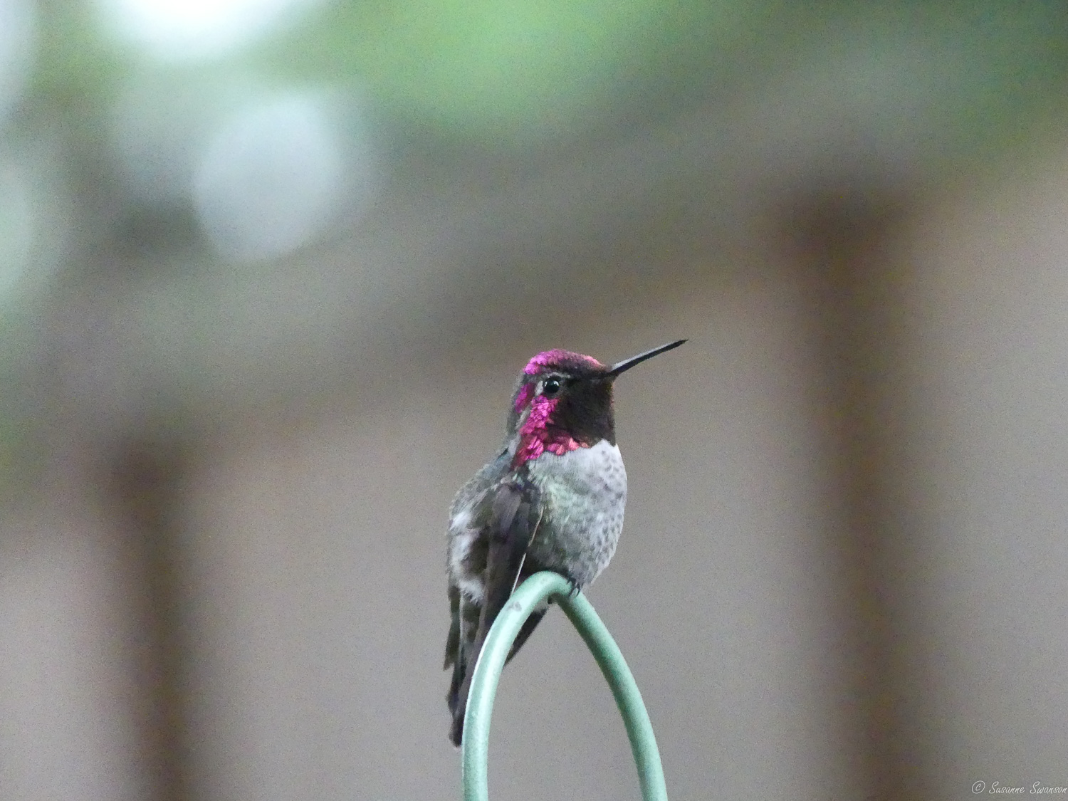 Close up on Hummingbirds – Anna’s for Now – Cats and Trails and Garden ...