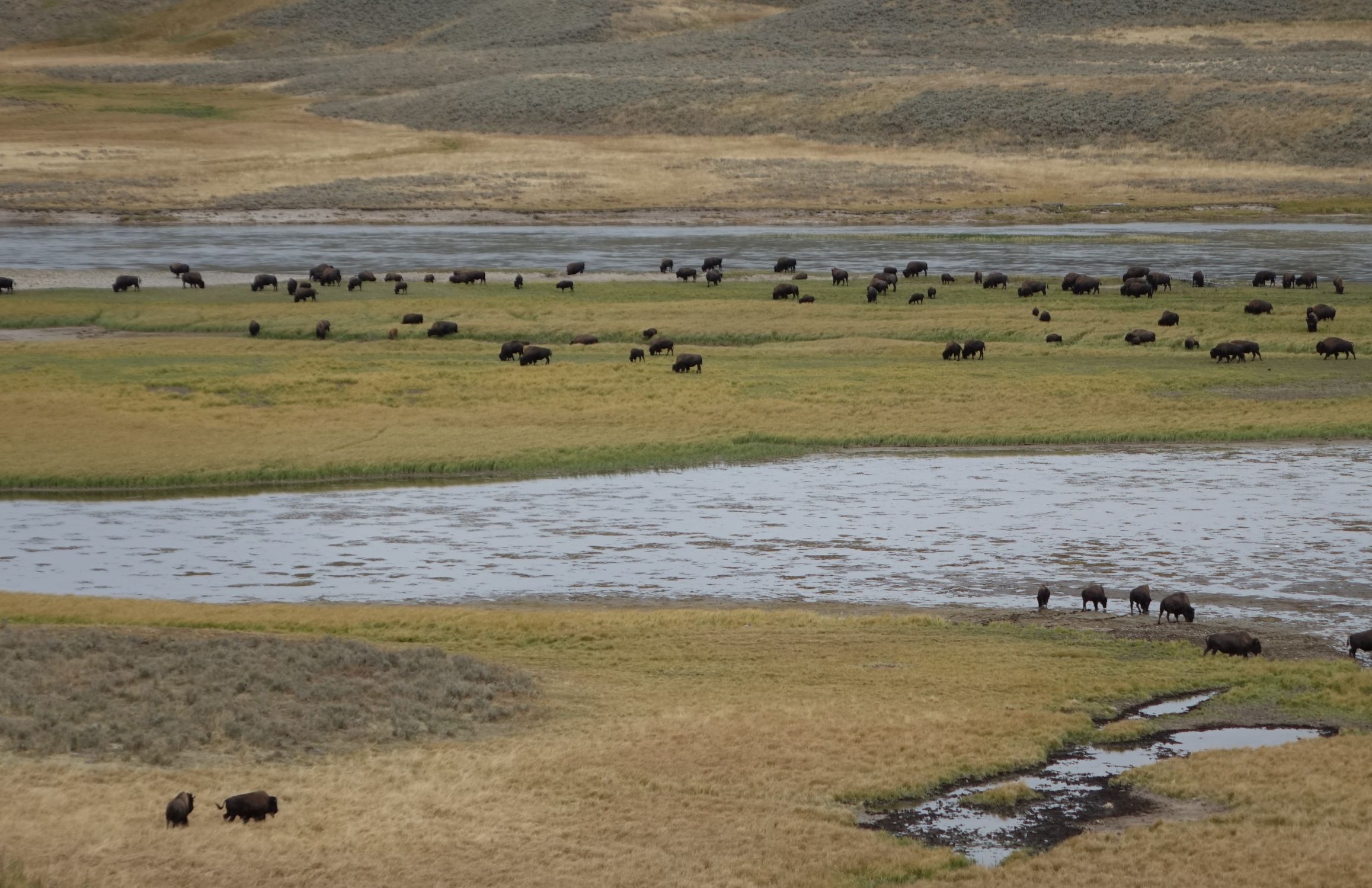 Cats and Trails and Garden Tales – Musings on cats, travel, gardens and ...