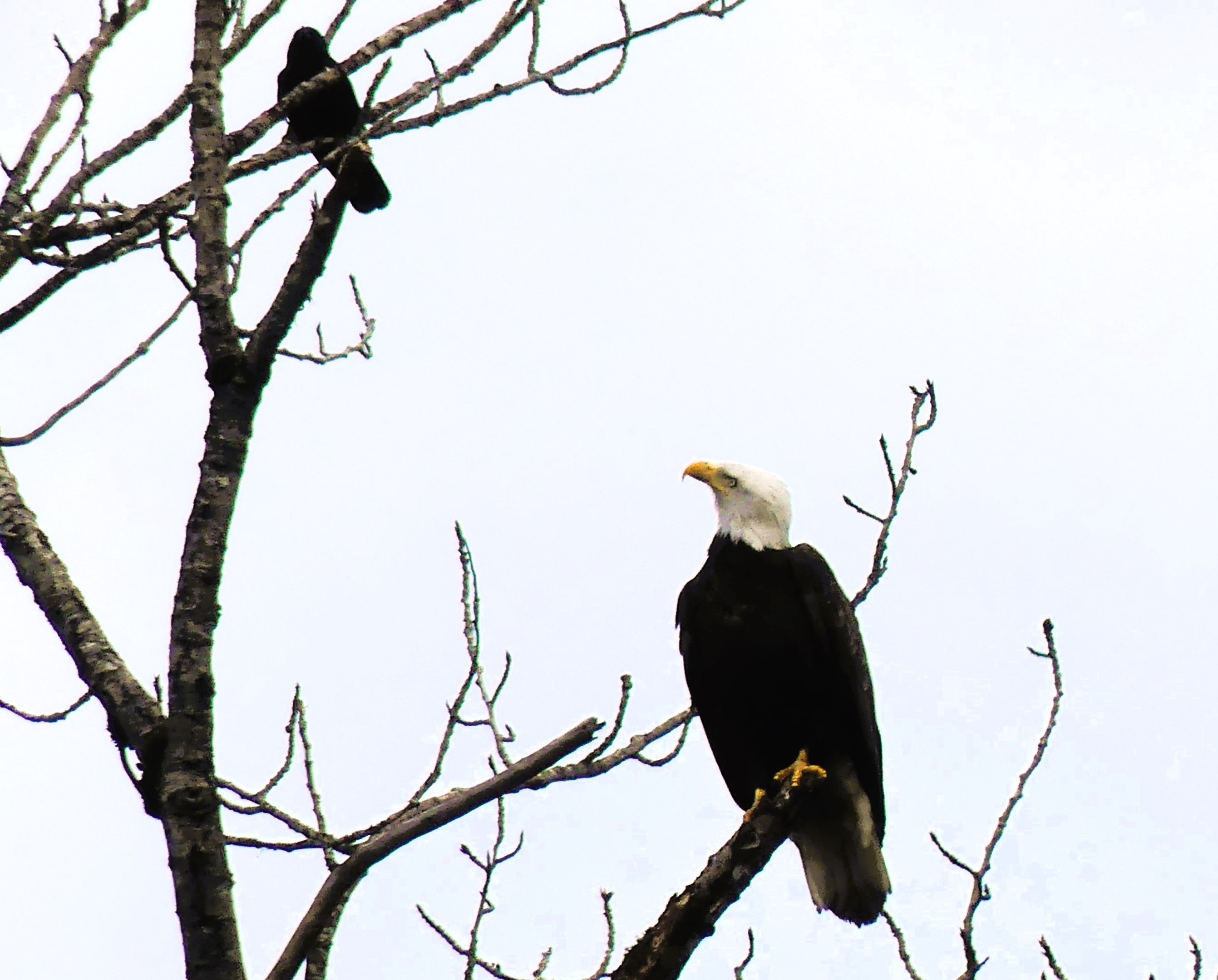 A Walk with Ducks and Turtles and Eagles – Cats and Trails and Garden Tales