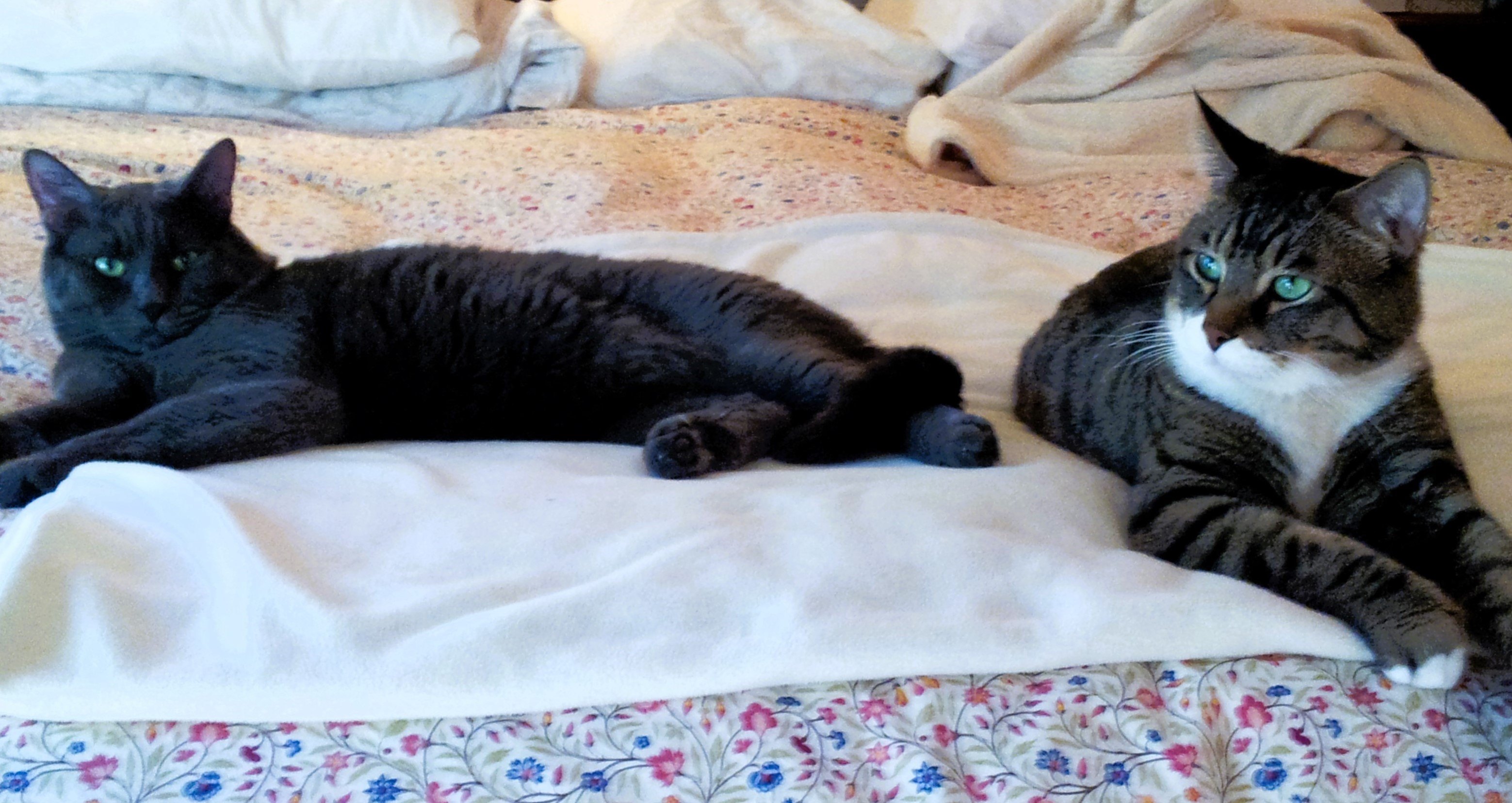 Two are Better than One, Cats that is – Cats and Trails and Garden Tales