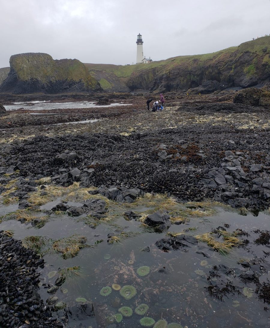 Traveling the Oregon Coast in Black and White – Cats and Trails and ...