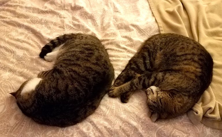 Two are Better than One, Cats that is – Cats and Trails and Garden Tales