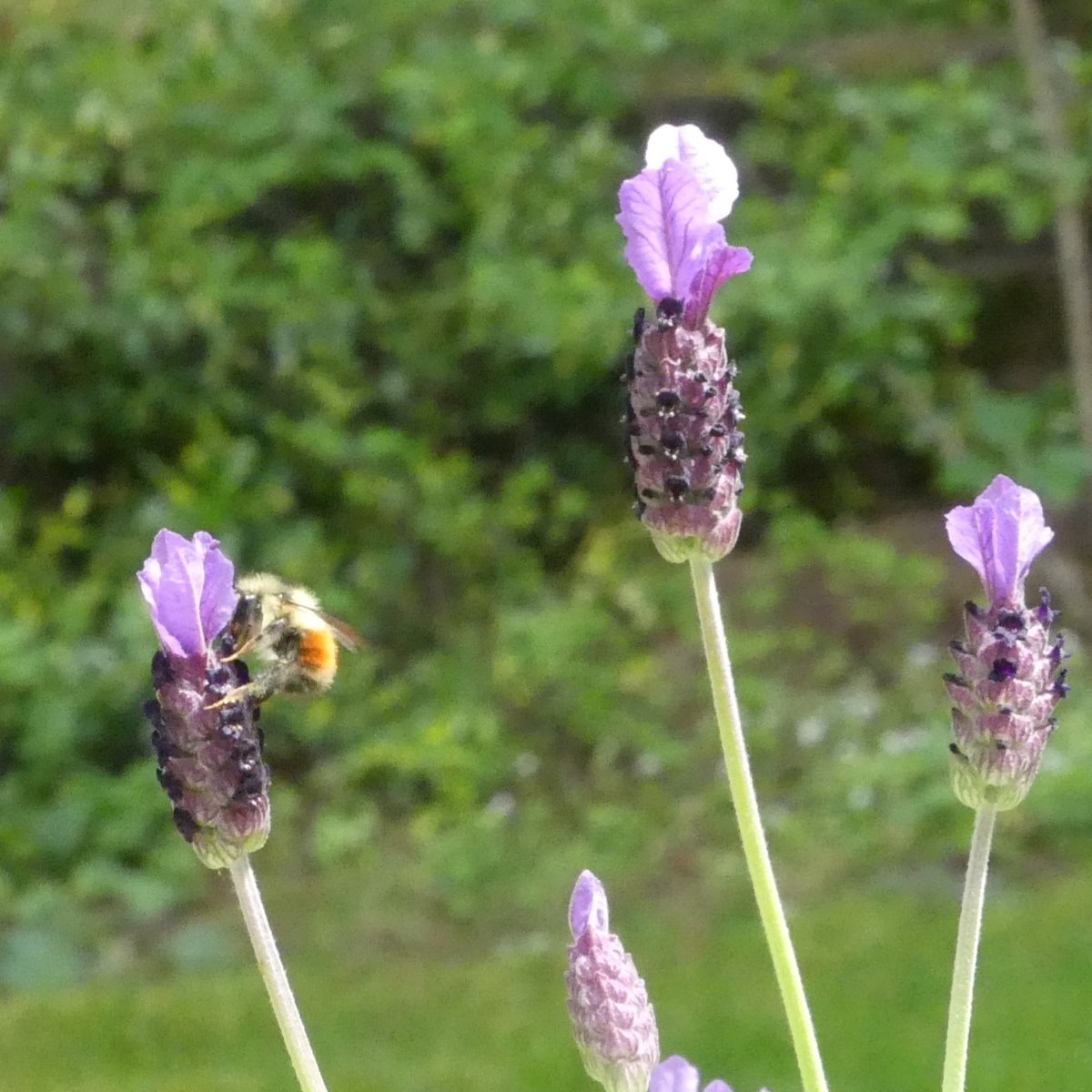 Bee Squares – Cats and Trails and Garden Tales