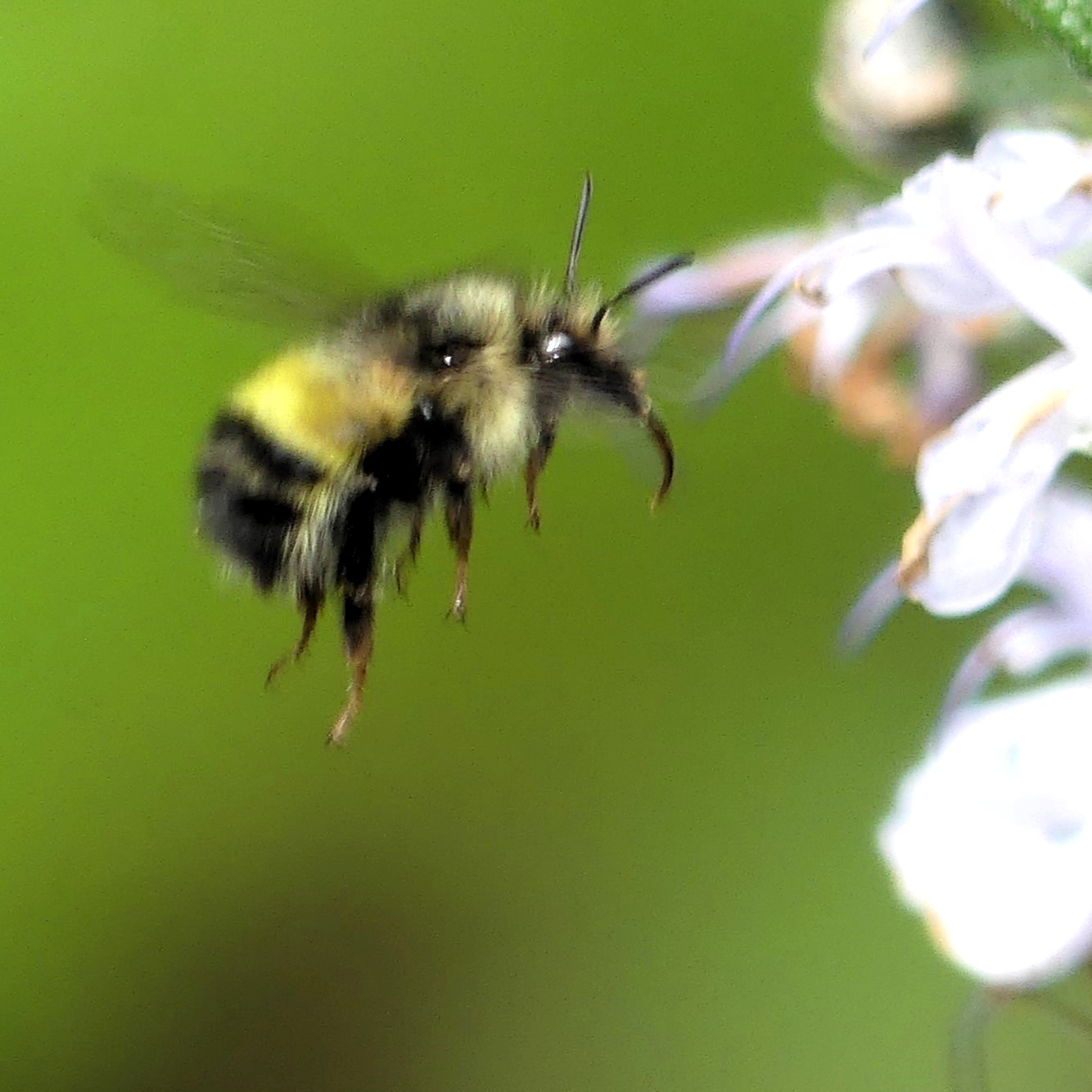 Bee Squares – Cats and Trails and Garden Tales