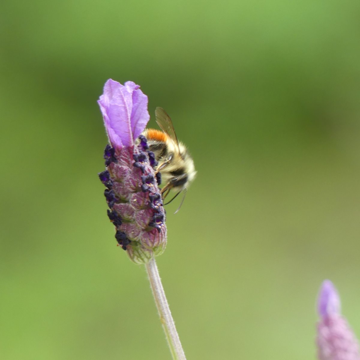 Bee Squares – Cats and Trails and Garden Tales