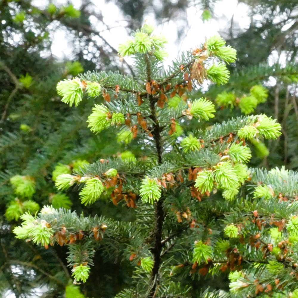 Douglas Fir Trees – Many Parts are Edible – Cats and Trails and Garden ...