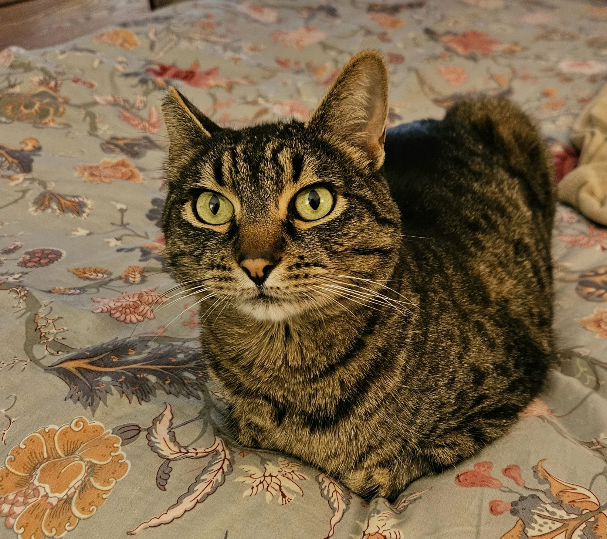 Time to Tell You About Benji – Cats and Trails and Garden Tales