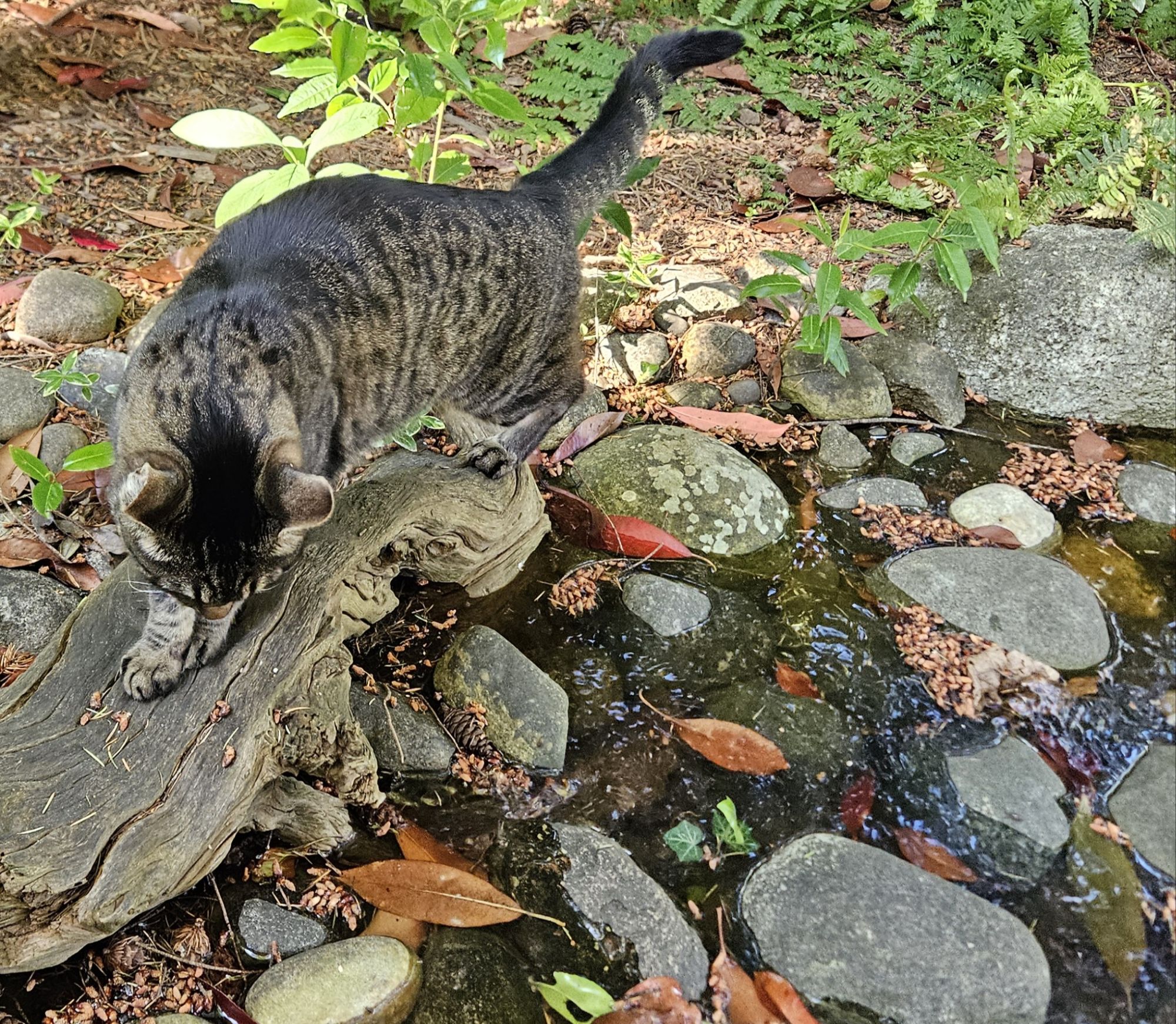 Time to Tell You About Benji – Cats and Trails and Garden Tales