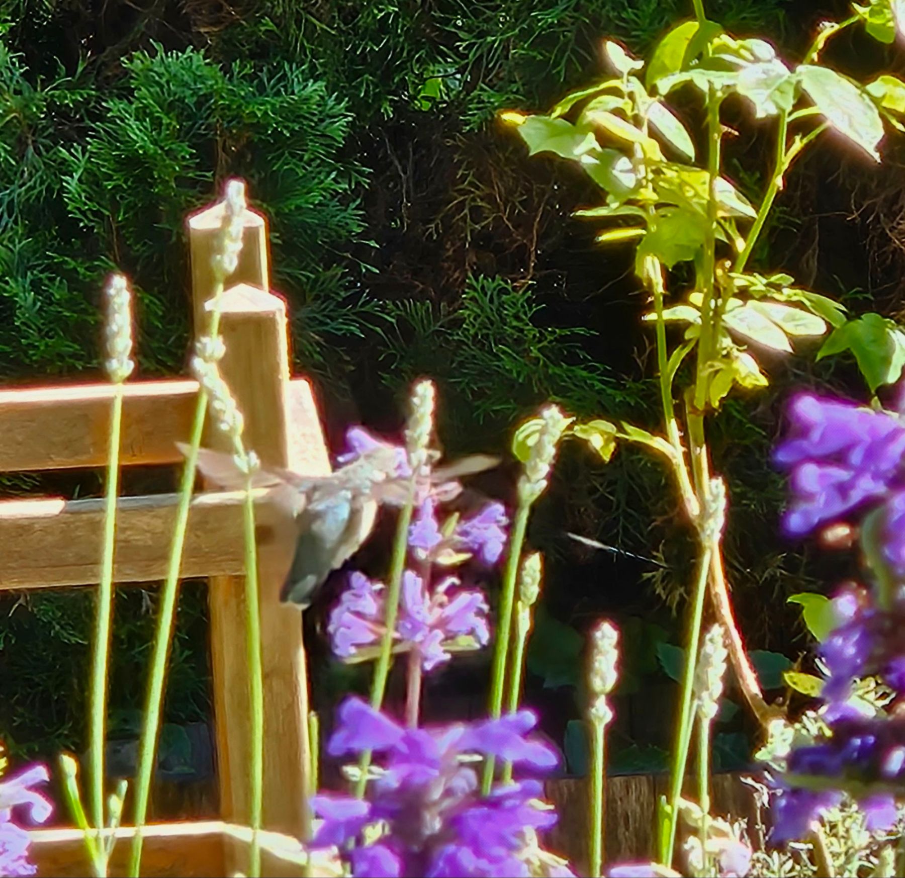 Mornings in the Garden with the Cats and the Birds – Cats and Trails ...